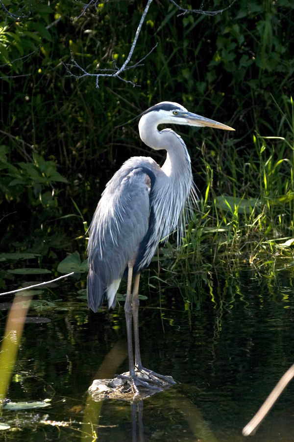 Bird Sounds and Calls of the Great Blue Heron | The Old Farmer's Almanac Bird Sounds and Calls of the Great Blue Heron | The Old Farmer's Almanac