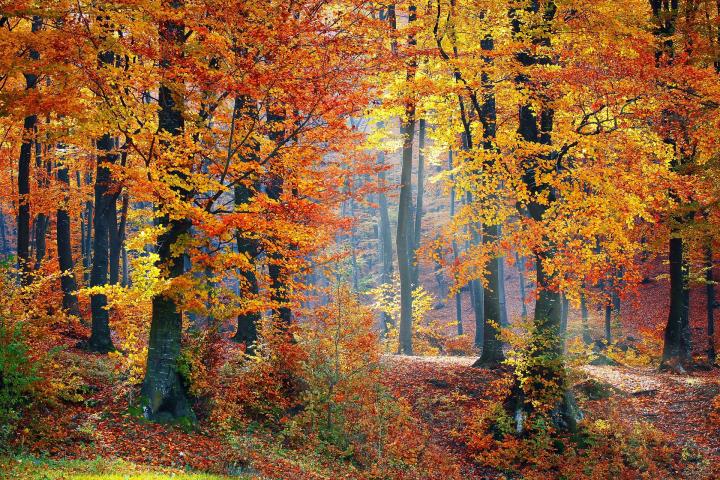 Fall Leaves: Why Do Leaves Change Color in the Fall? | The Old Farmer's ... Fall Leaves: Why Do Leaves Change Color in the Fall? | The Old Farmer's ...